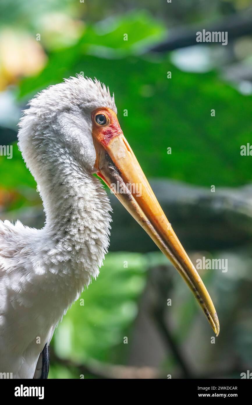 The yellow-billed stork (Mycteria ibis) is a large African wading stork ...