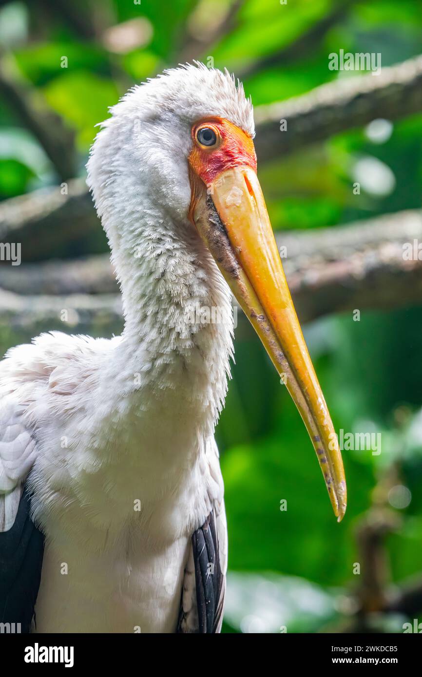 The yellow-billed stork (Mycteria ibis) is a large African wading stork ...