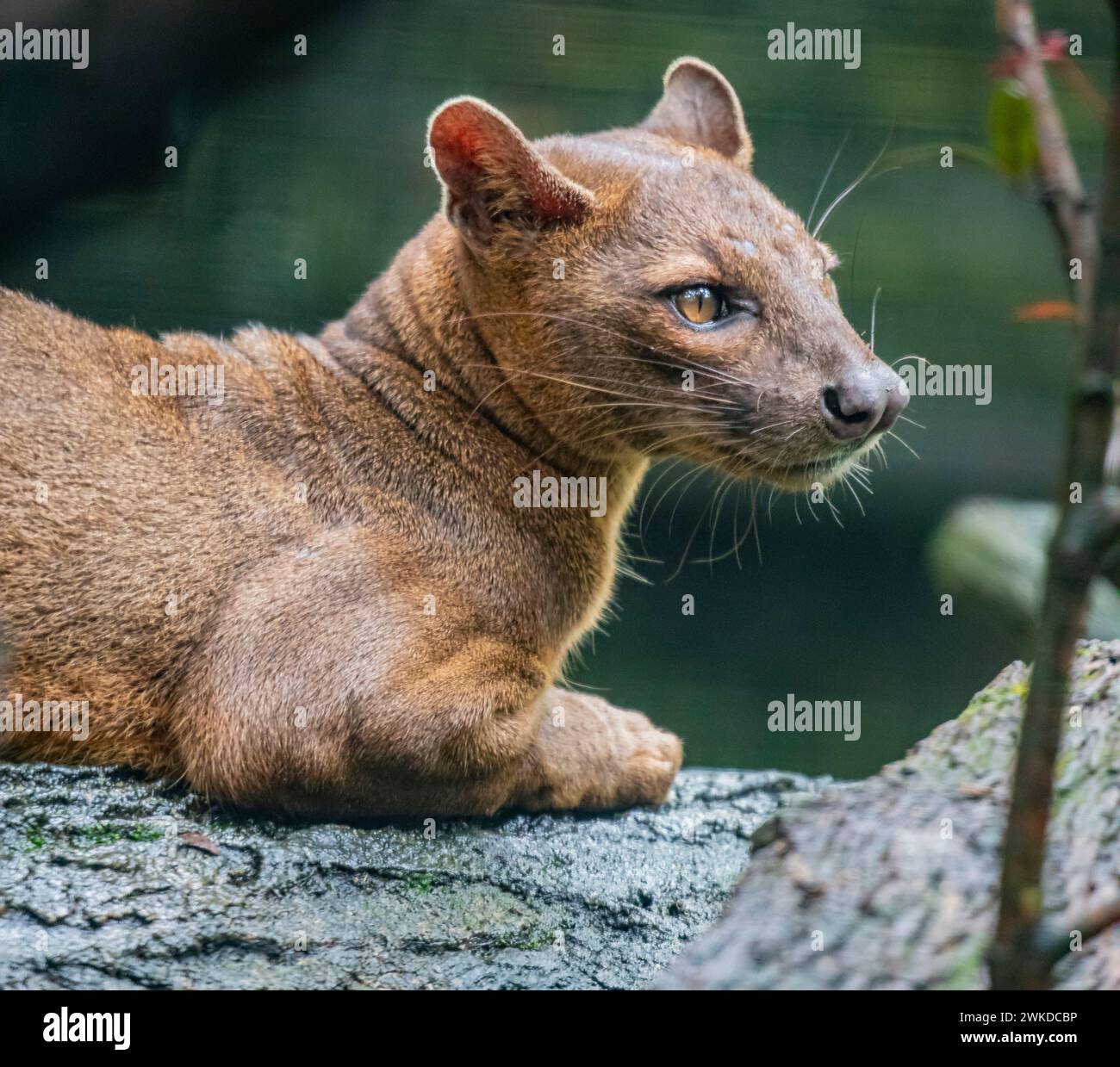 Fossa baby hi-res stock photography and images - Alamy
