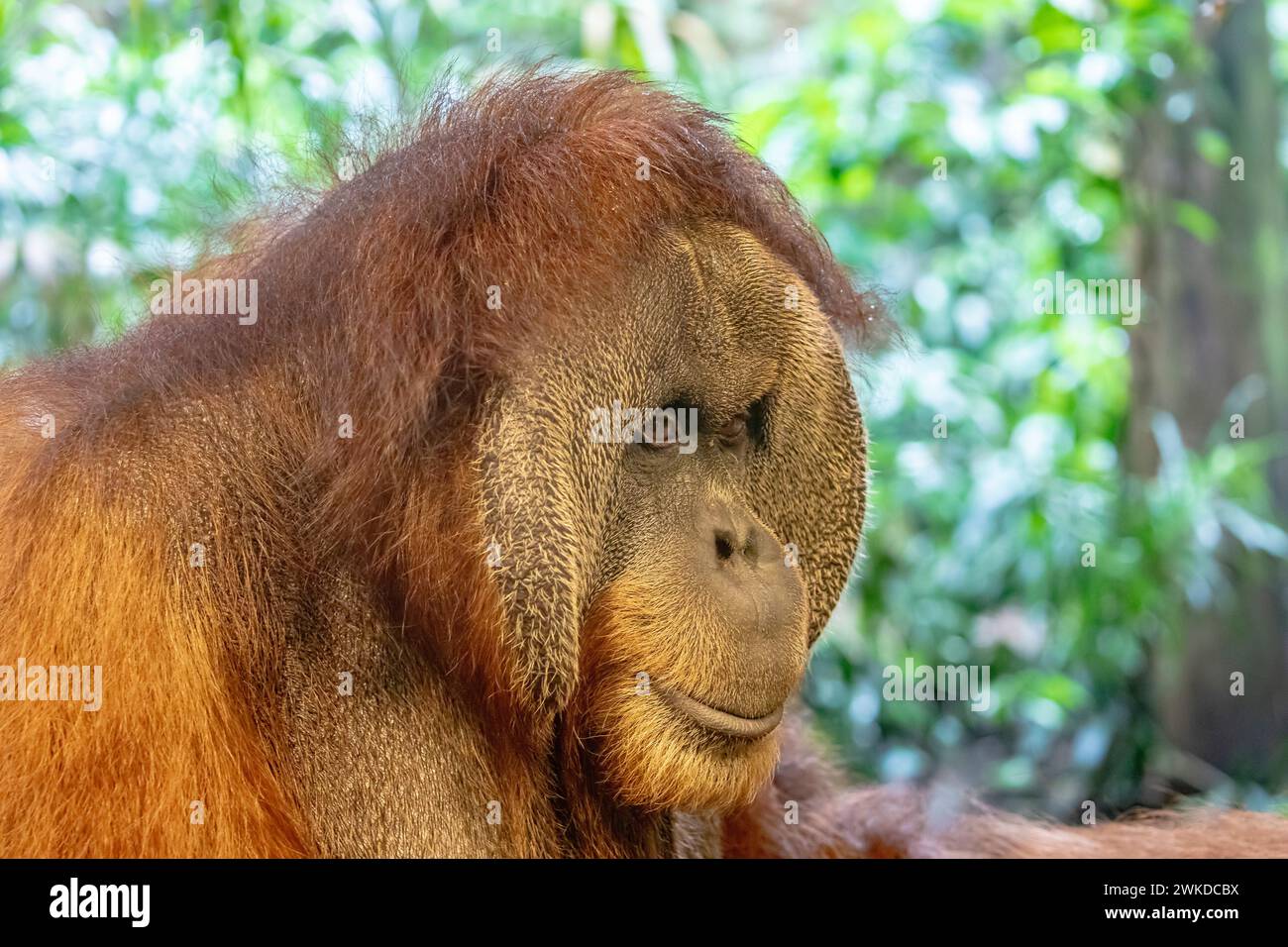 the closeup image of an adult male “Charlie” Sumatran orangutan (Pongo ...