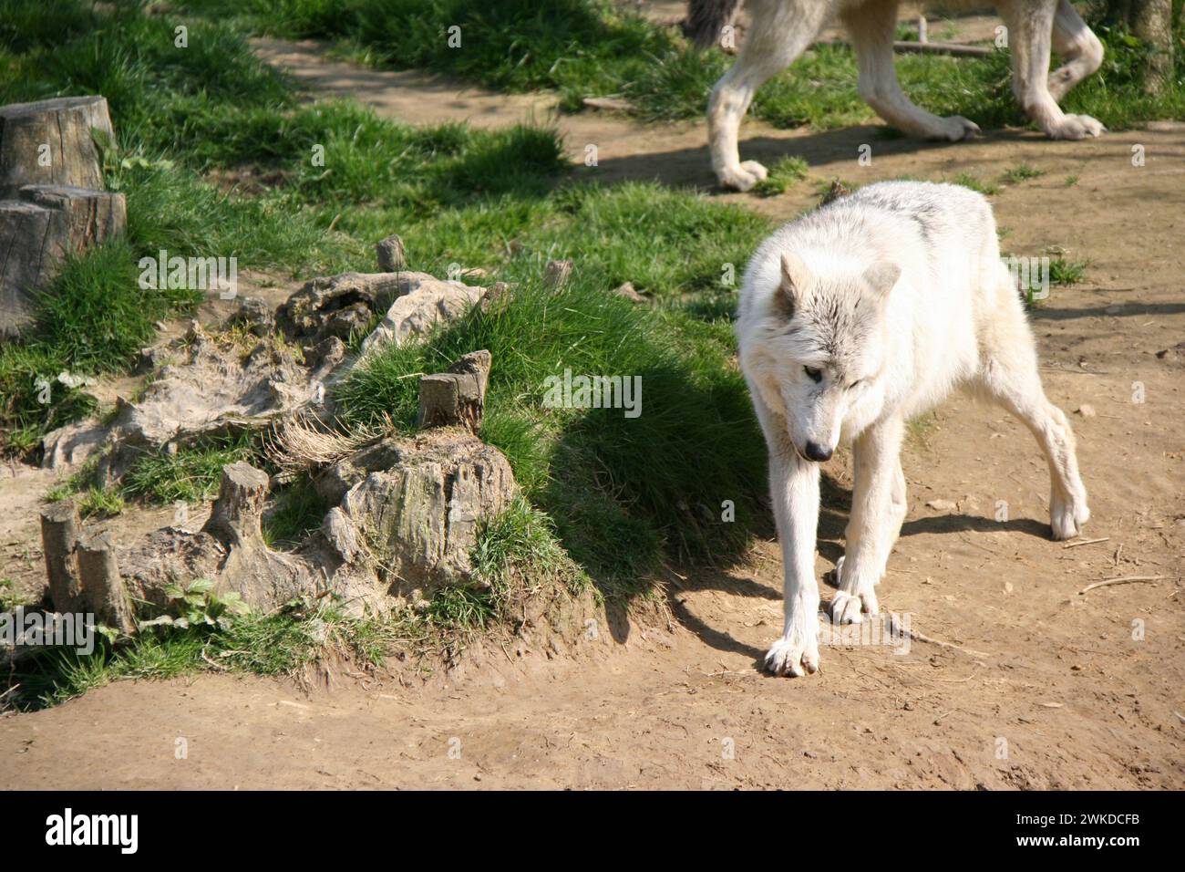 northwestern wolf in a zoo in france Stock Photo - Alamy