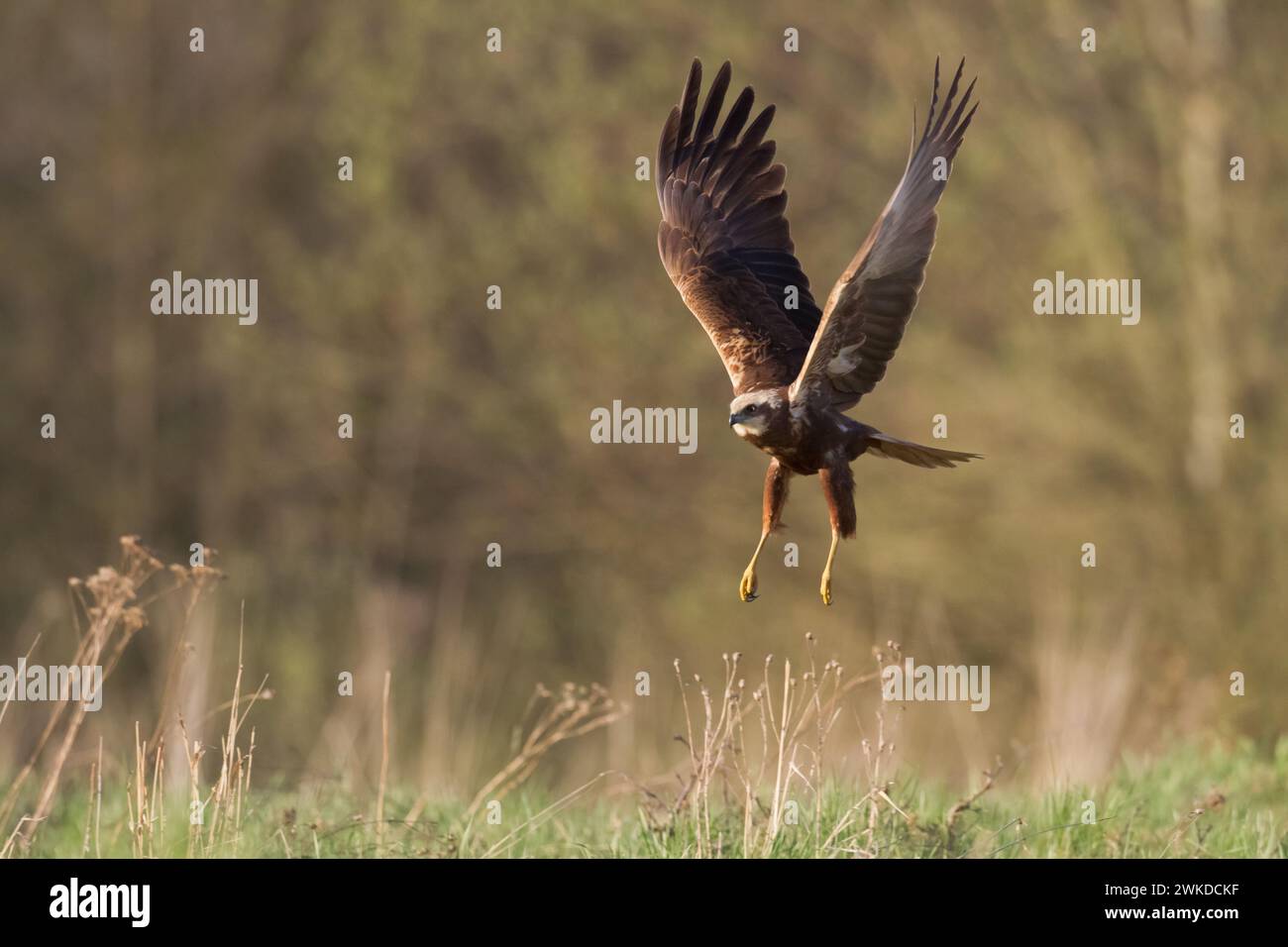 Flying Birds of prey Marsh harrier Circus aeruginosus, hunting time ...