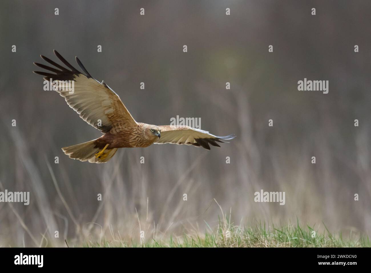 Flying Birds of prey Marsh harrier Circus aeruginosus, hunting time ...