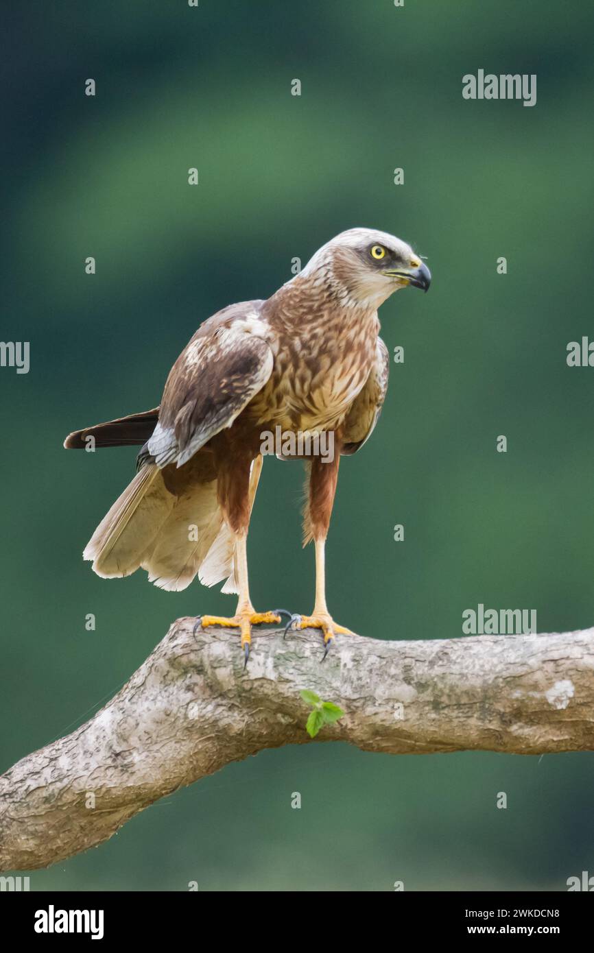 Flying Birds of prey Marsh harrier Circus aeruginosus, hunting time ...