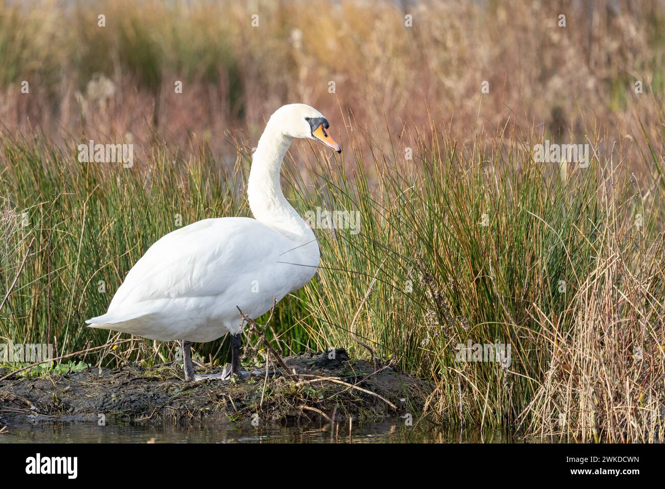A single, beautiful Mute swan (Cygnus olor) stands on land by the edge ...