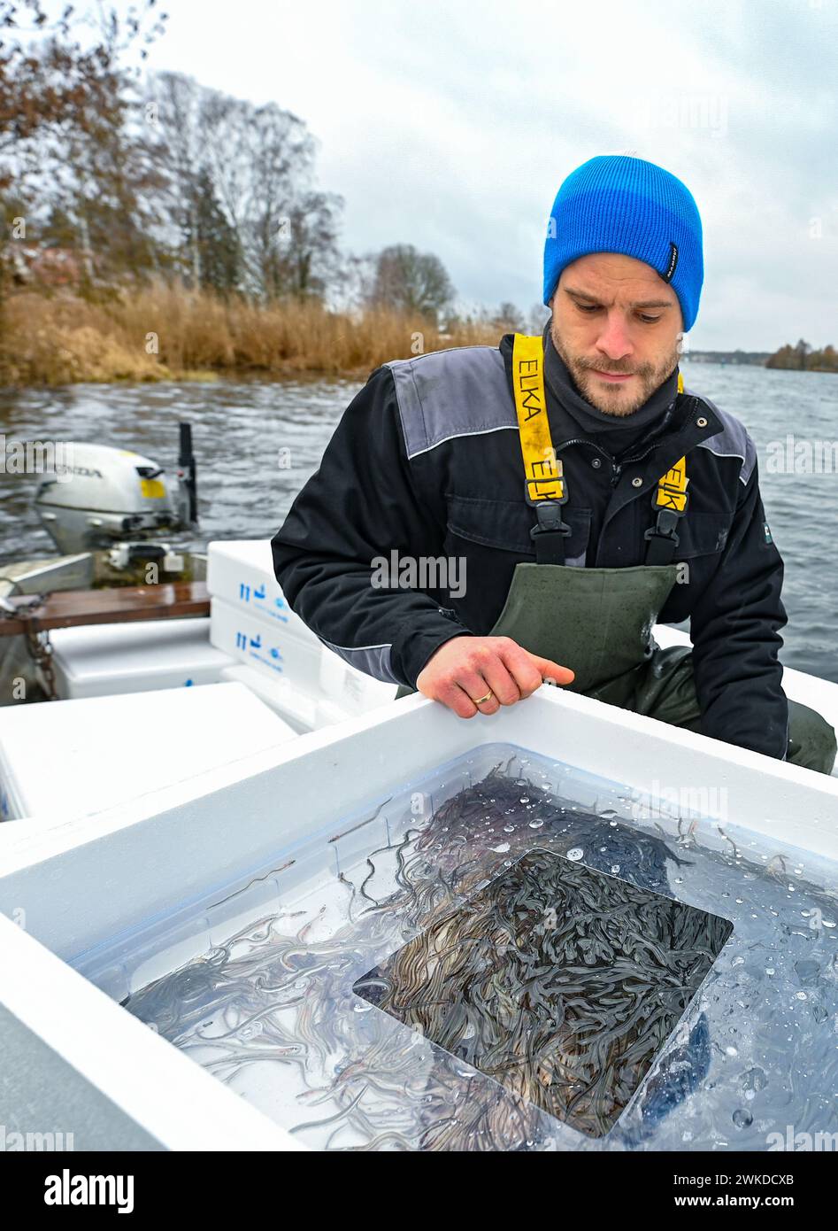 20 February 2024, Brandenburg, Erkner: Dennis Merkin, master fisherman ...