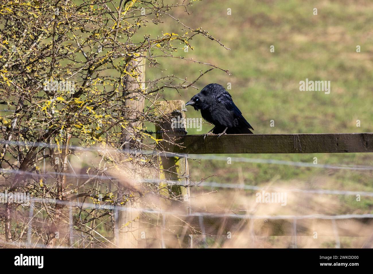 Hunched crow hi-res stock photography and images - Alamy