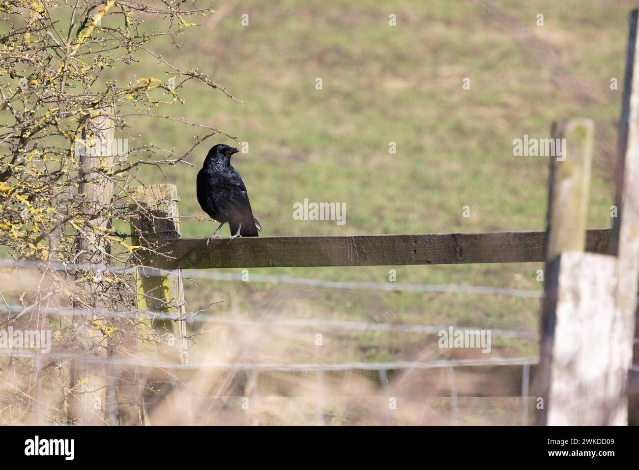 Corvid hi-res stock photography and images - Alamy