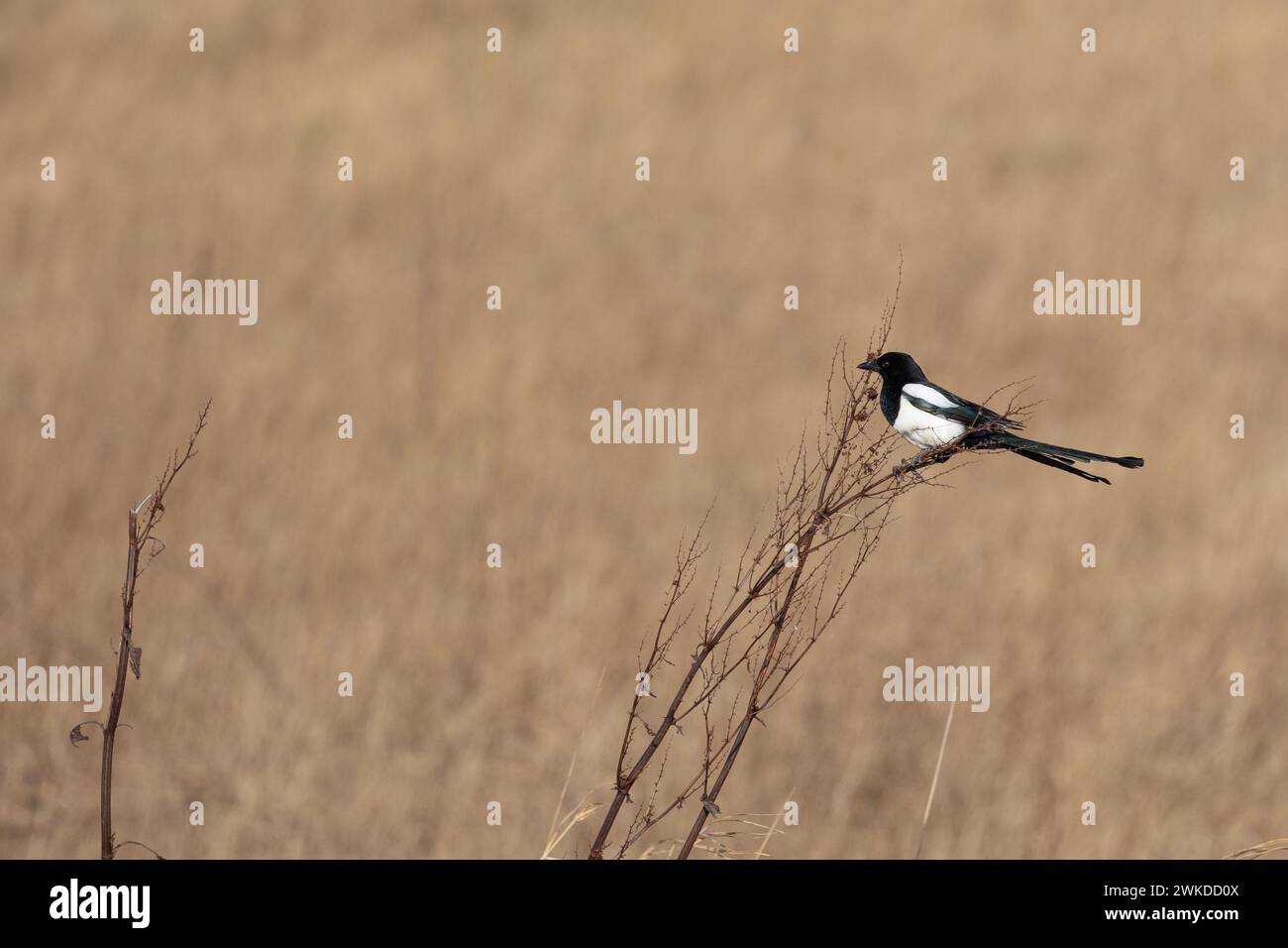A lone magpie (Pica pica) perches on a grassland plant in February ...