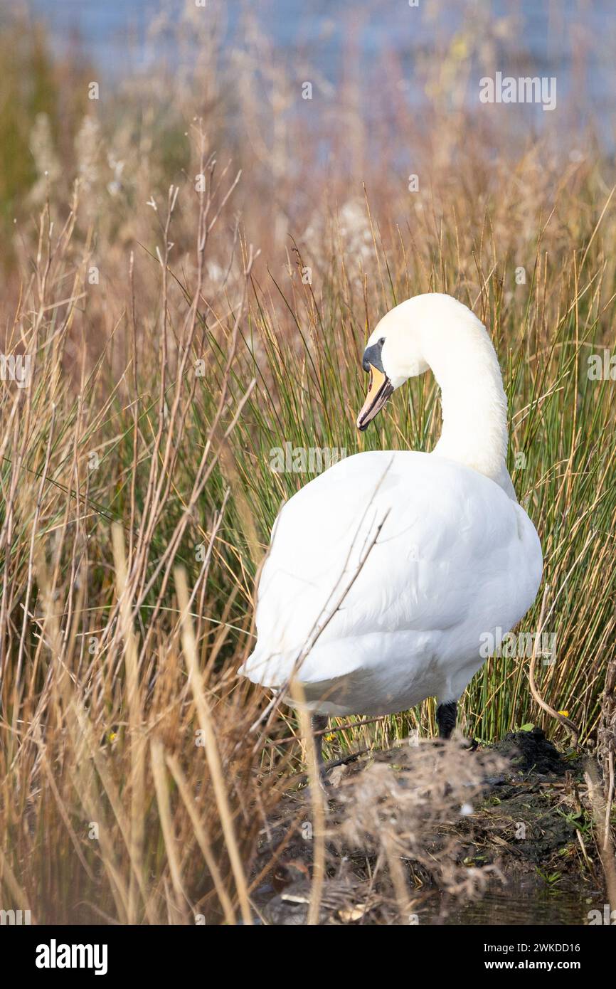 Mute swan (Cygnus olor) stands on land by the edge of the water within ...
