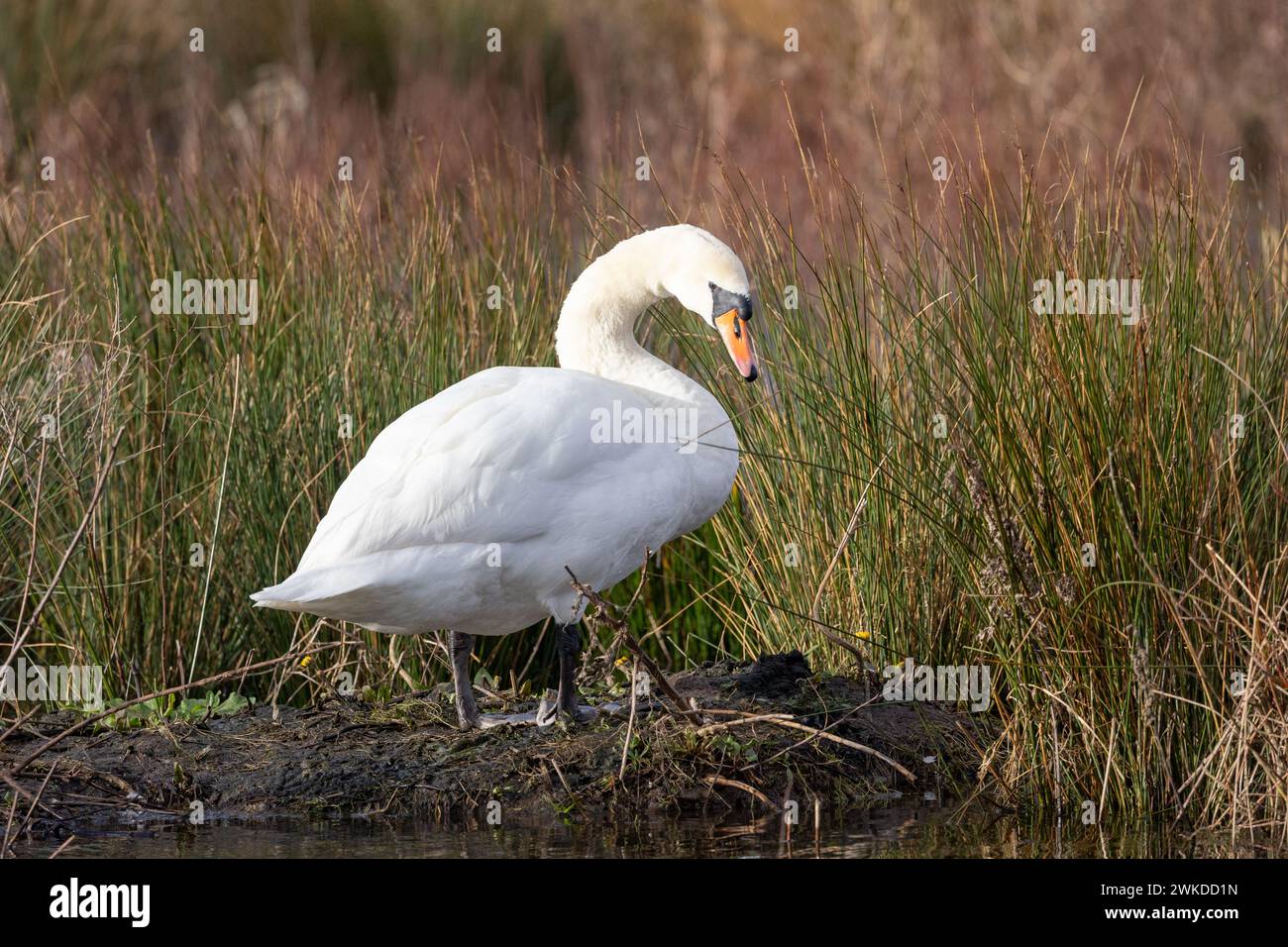 Mute swan (Cygnus olor) stands on land by the edge of the water within ...