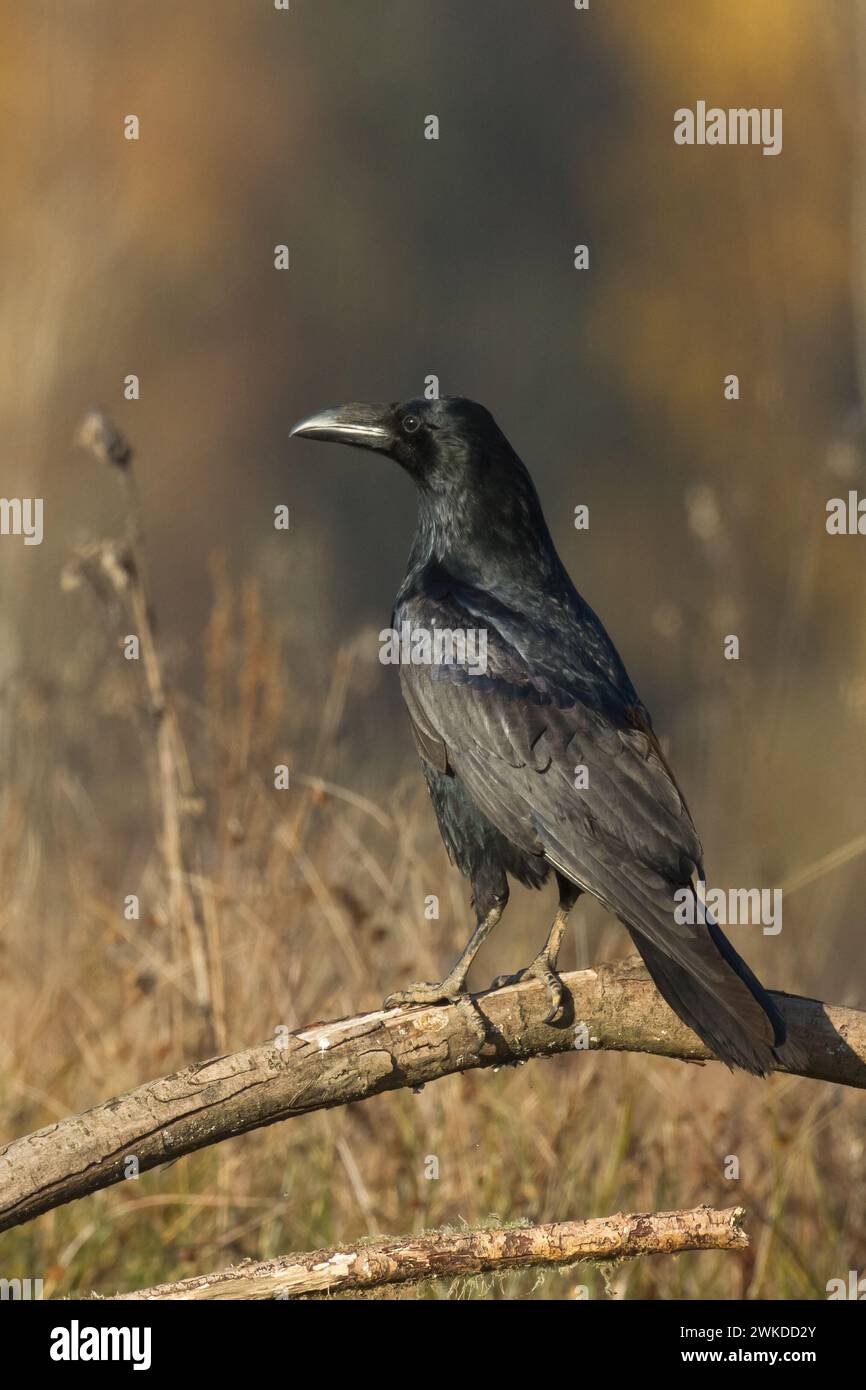 beautiful raven Corvus corax flying bird North Poland Europe Stock ...