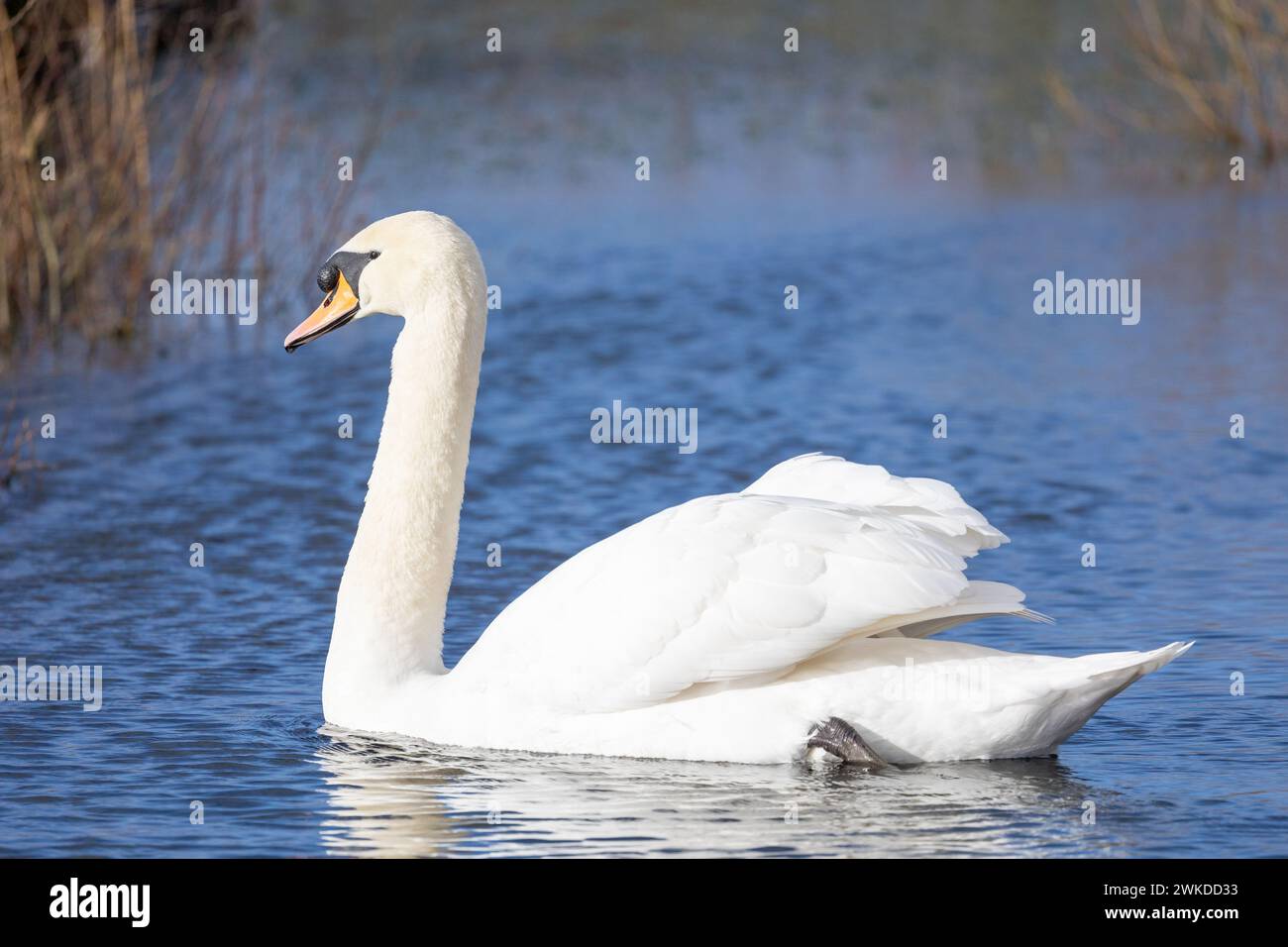 Beautifully sunlit Mute swan (Cygnus olor) gliding along blue water at ...