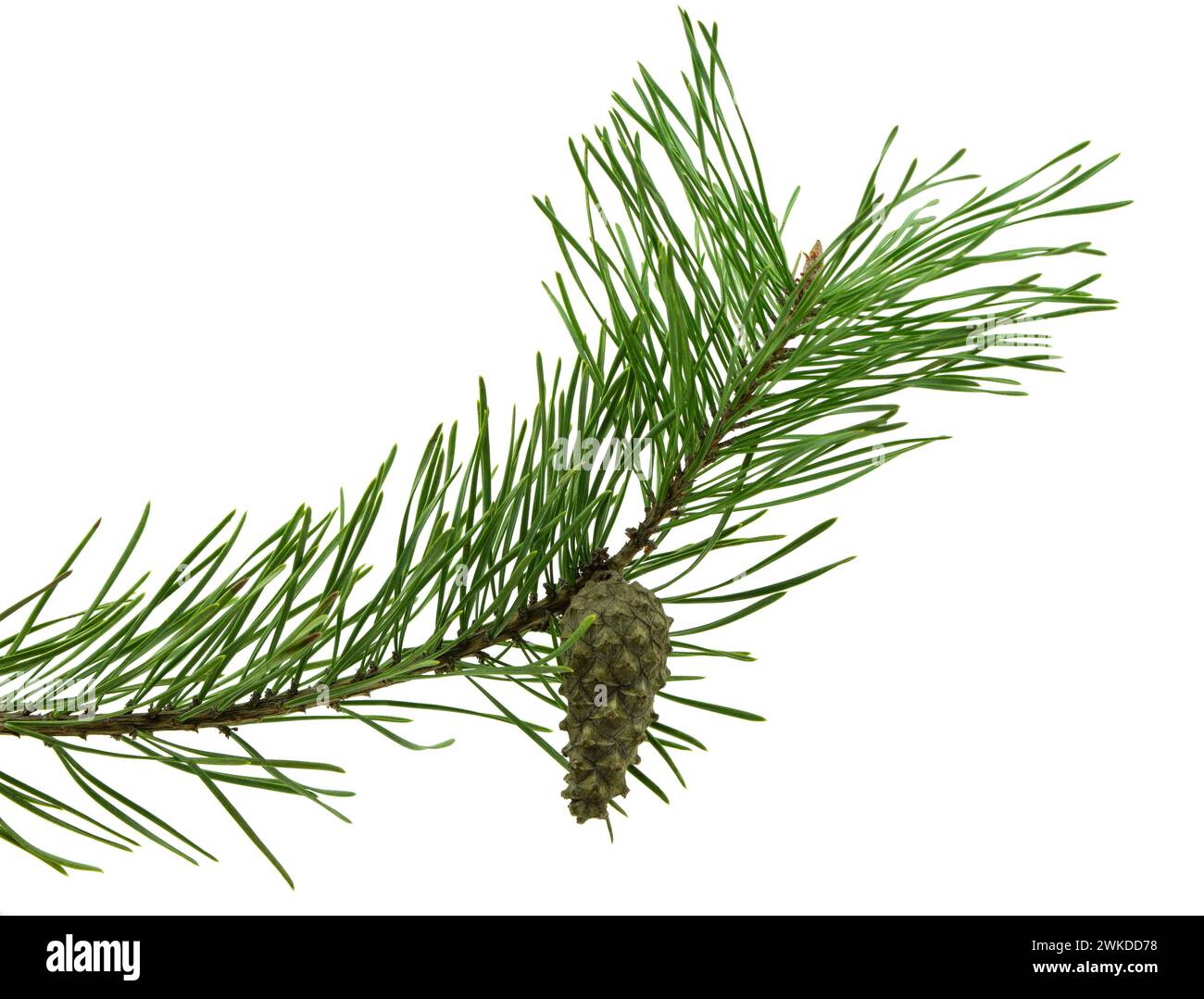 Cones on a branch isolated on white. Spruce branch with cones on white ...