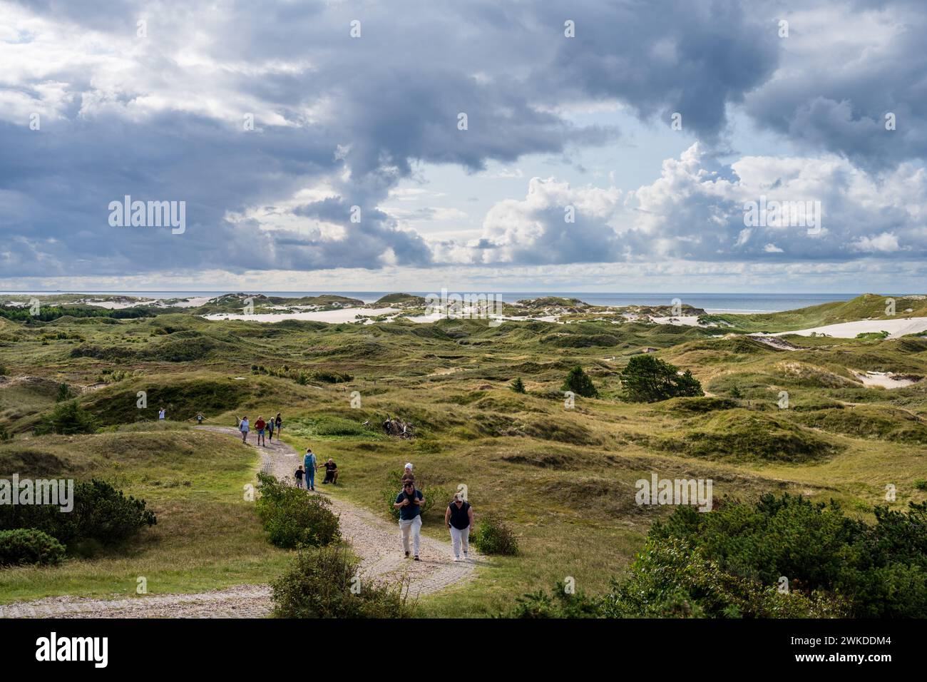 Insel Amrum die Dünen im Bereich des Leuchtturmes können zum Campen ...