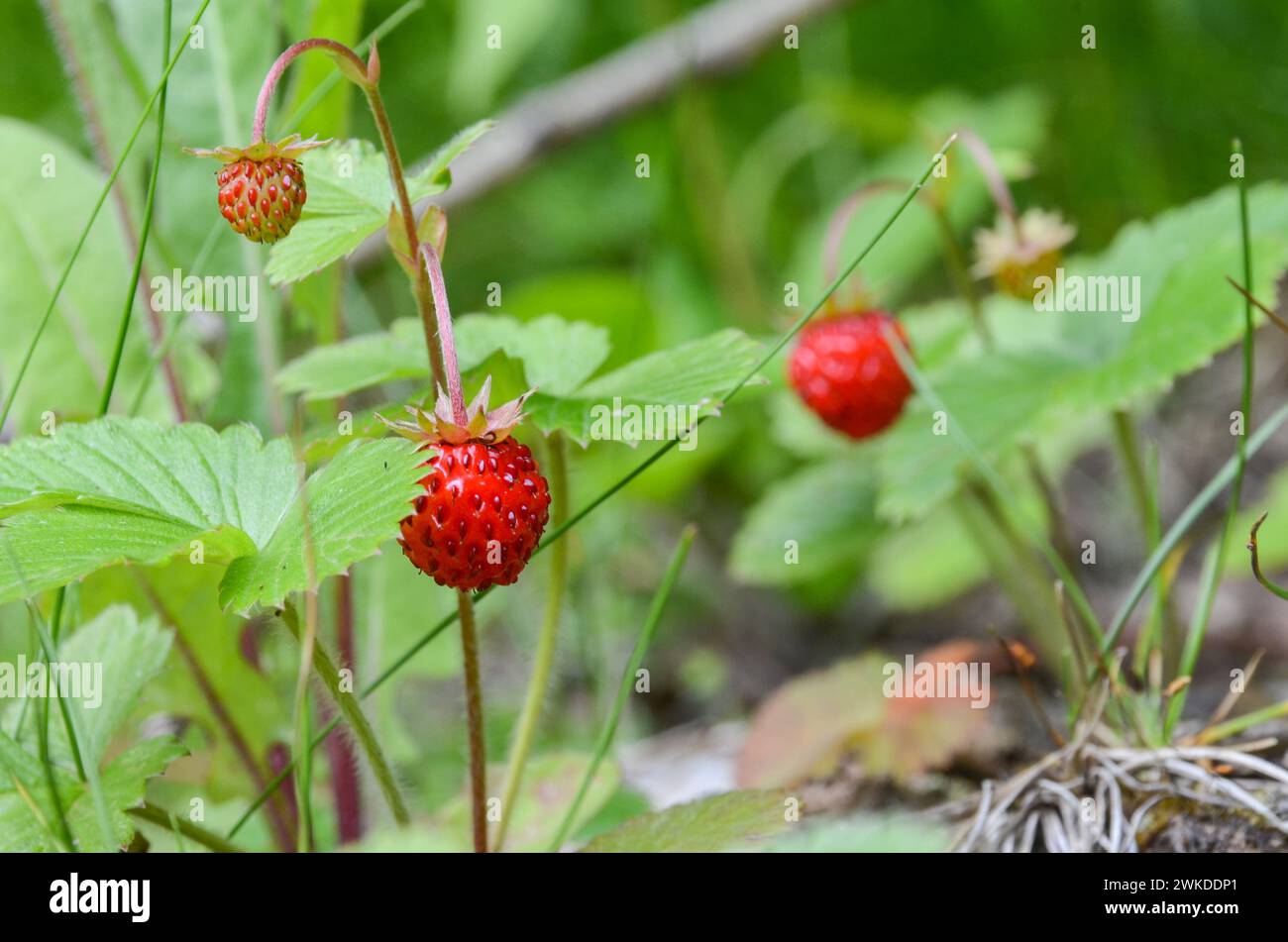 Ripe of wild strawberry growing in forest. Red strawberry on bush on ...