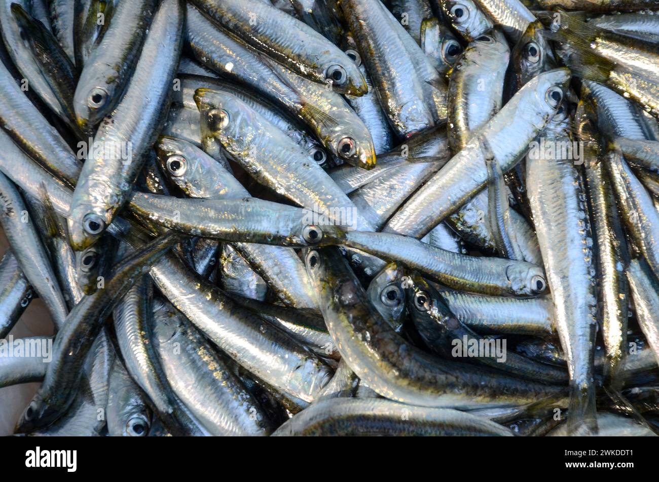Pilchard, close up. Fresh sea fish on a market. Seafood market ...