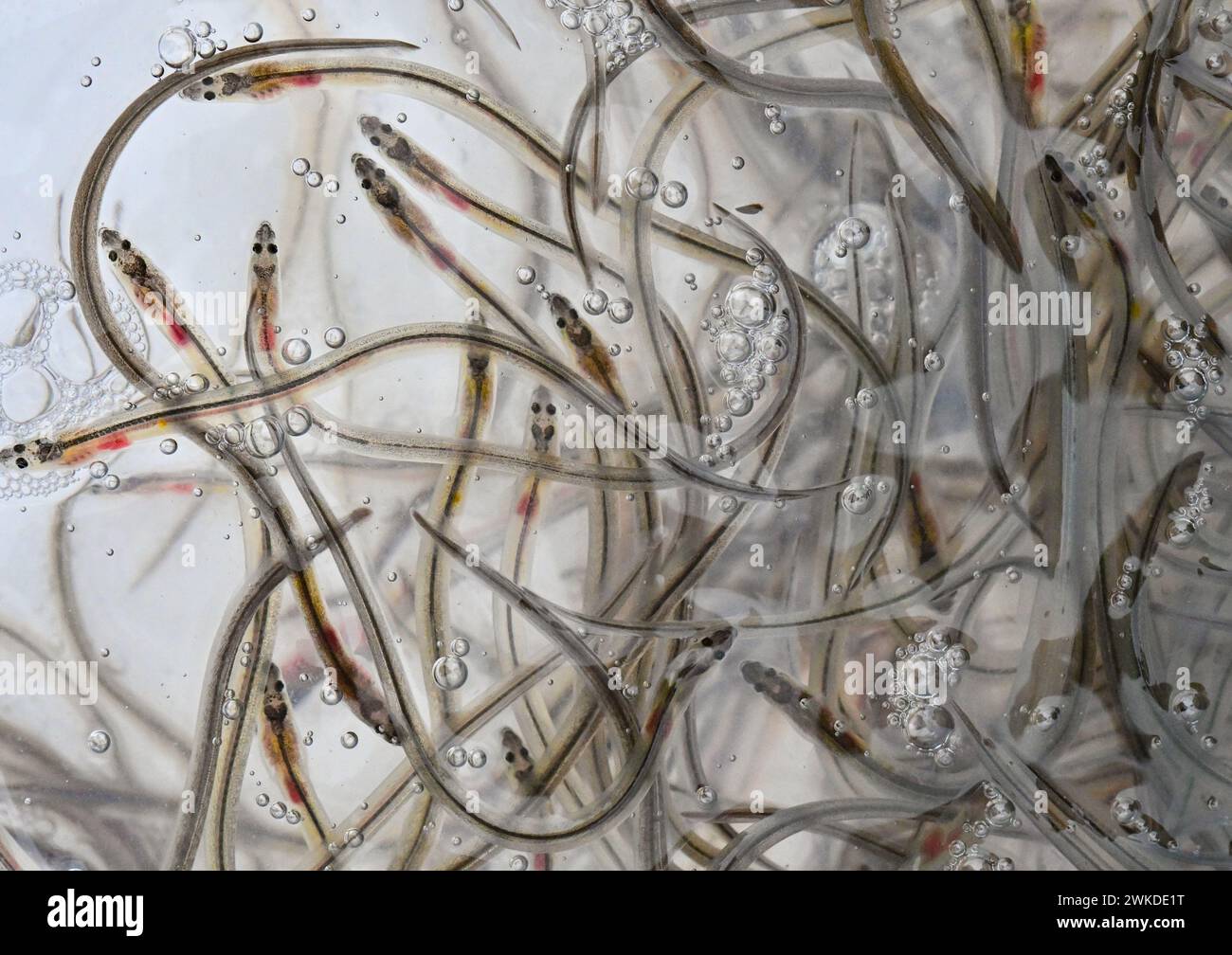 20 February 2024, Brandenburg, Erkner: Young glass eels swim in a ...