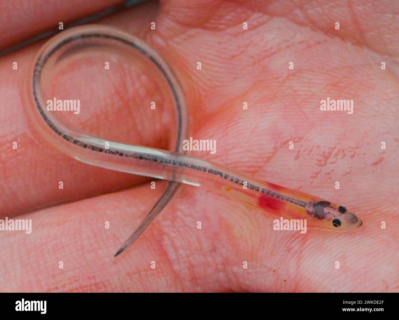 Elvers can hi-res stock photography and images - Alamy