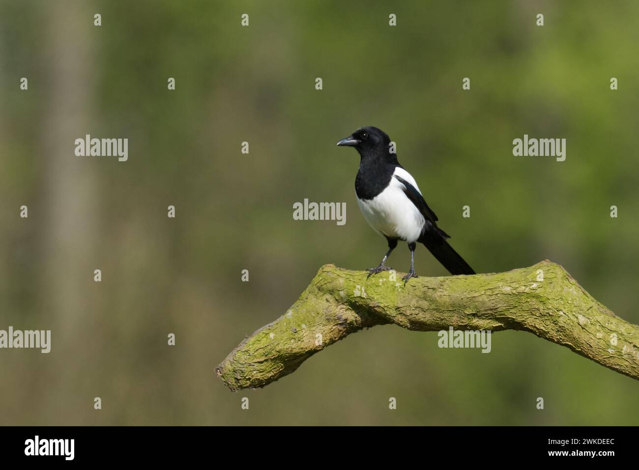 Bird - Common magpie Pica pica, very smart and clever bird with black ...