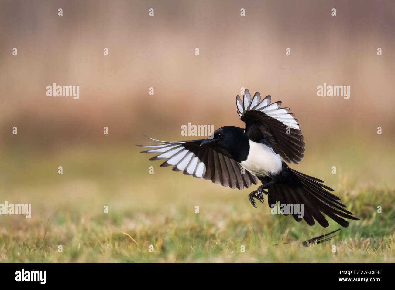 Bird - Common magpie Pica pica, very smart and clever bird with black ...