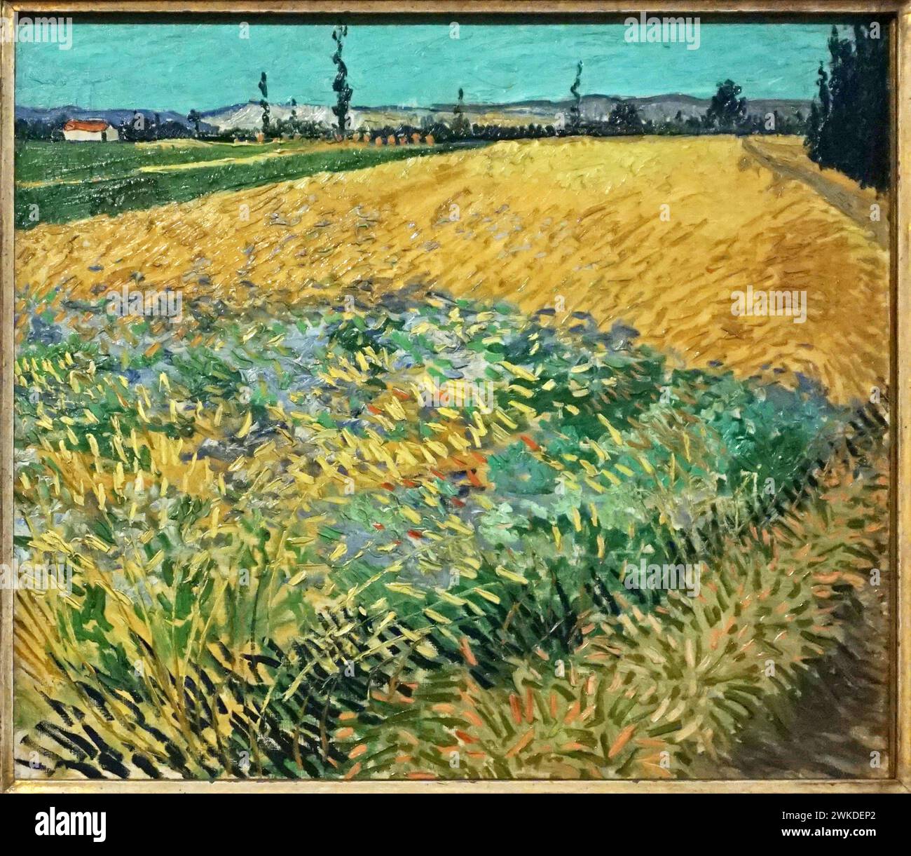 Wheatfield (1888) by Vincent van Gogh (1853-1890 Stock Photo - Alamy