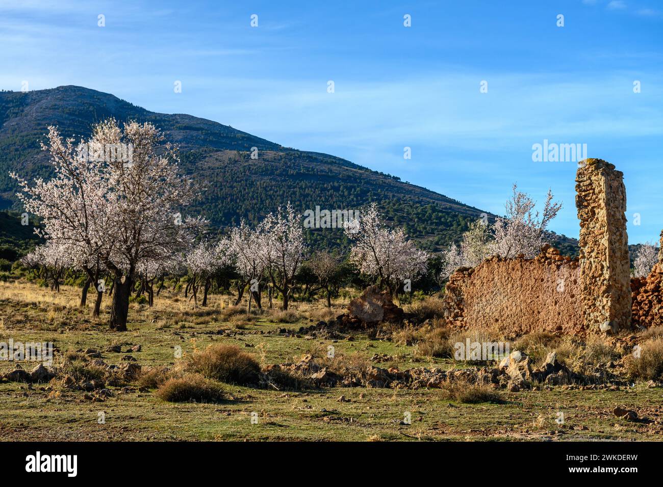 The springtime beauty of almond trees blossoming in a field with the ...