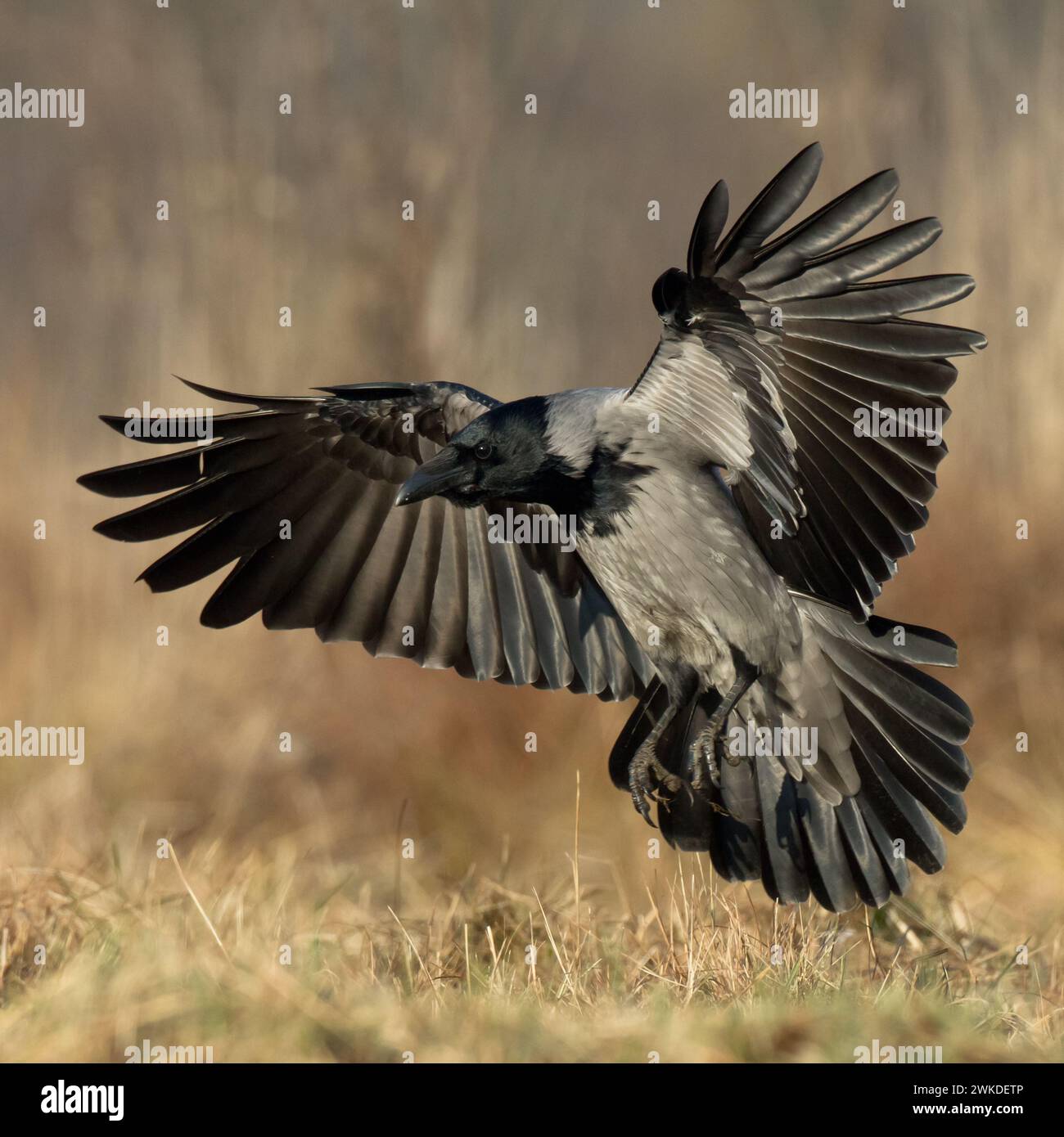 flying Bird - Hooded crow Corvus cornix in amazing warm background ...