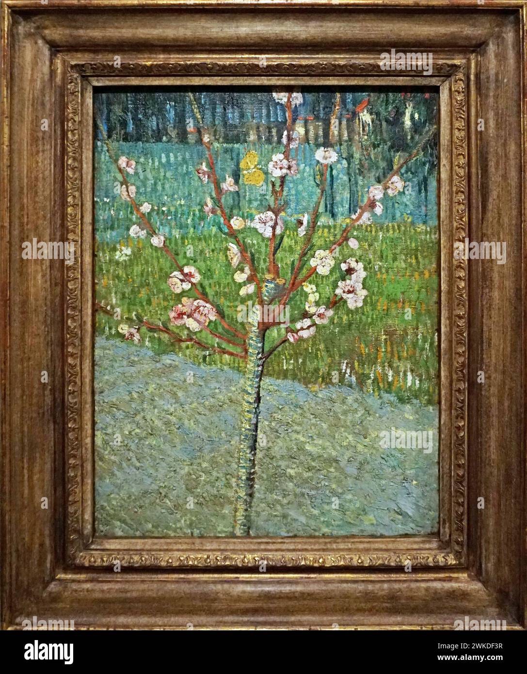 Van gogh paintings blossom hi-res stock photography and images - Alamy