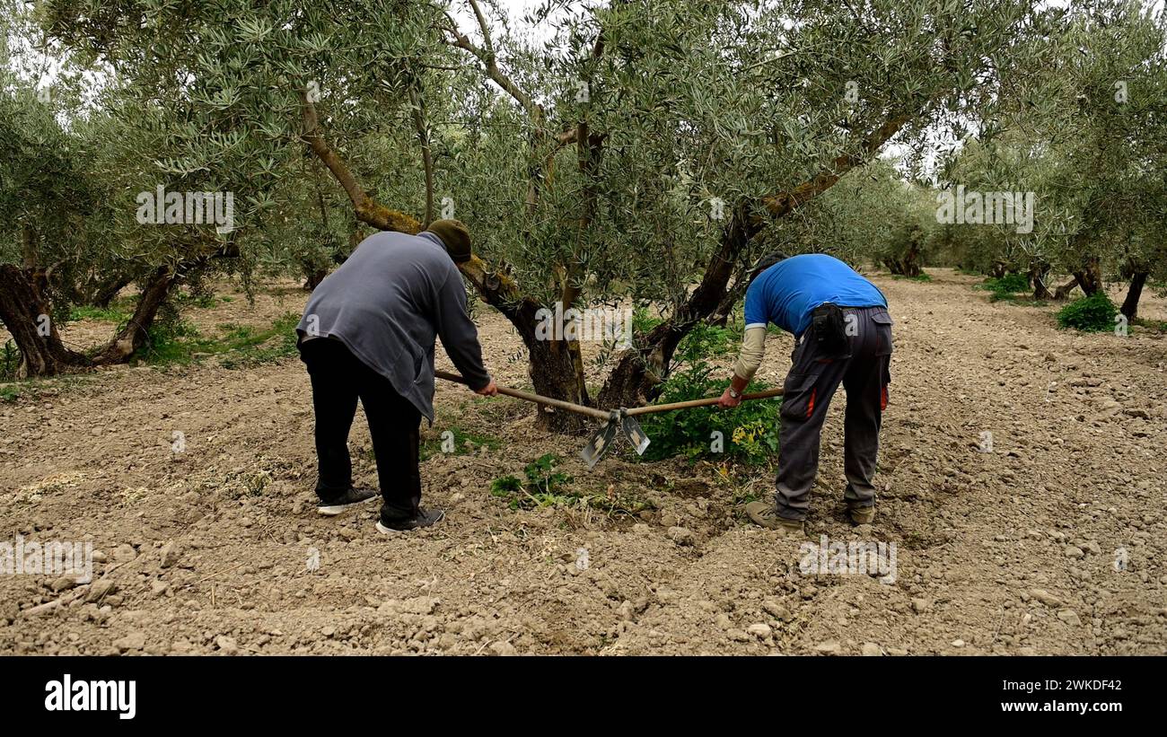 Two farmers work the soil around ancient olive trees, cultivating the ...