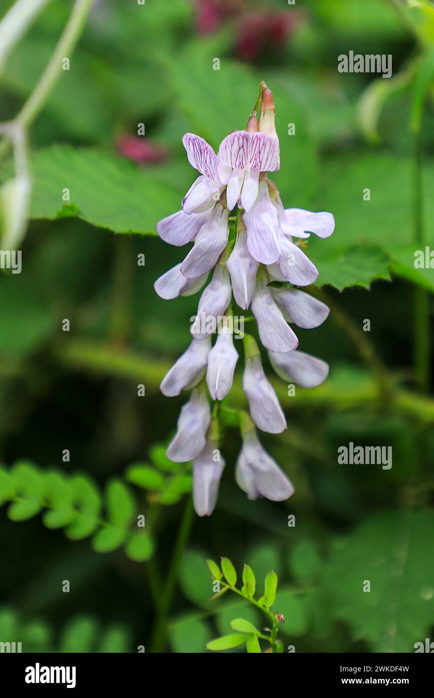 The white flowers with bluish purple veins of Wood Vetch (Vicia ...