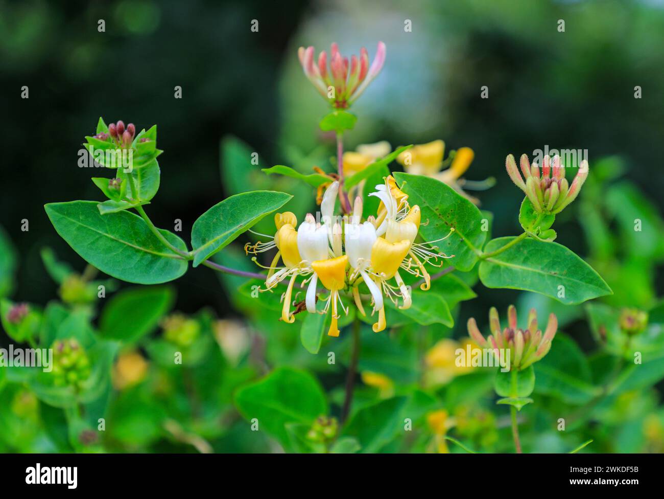 A yellow Honeysuckle (Lonicera) flower head, England, UK Stock Photo ...