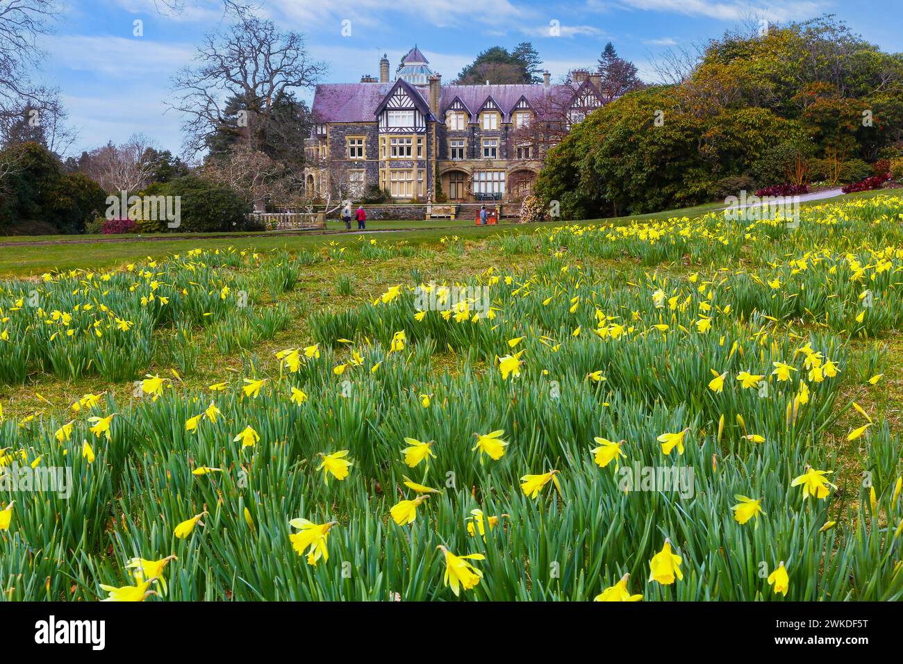 Daffodils in front of Bodnant Hall, Bodnant Gardens, Tal-y-Cafn, Conwy ...