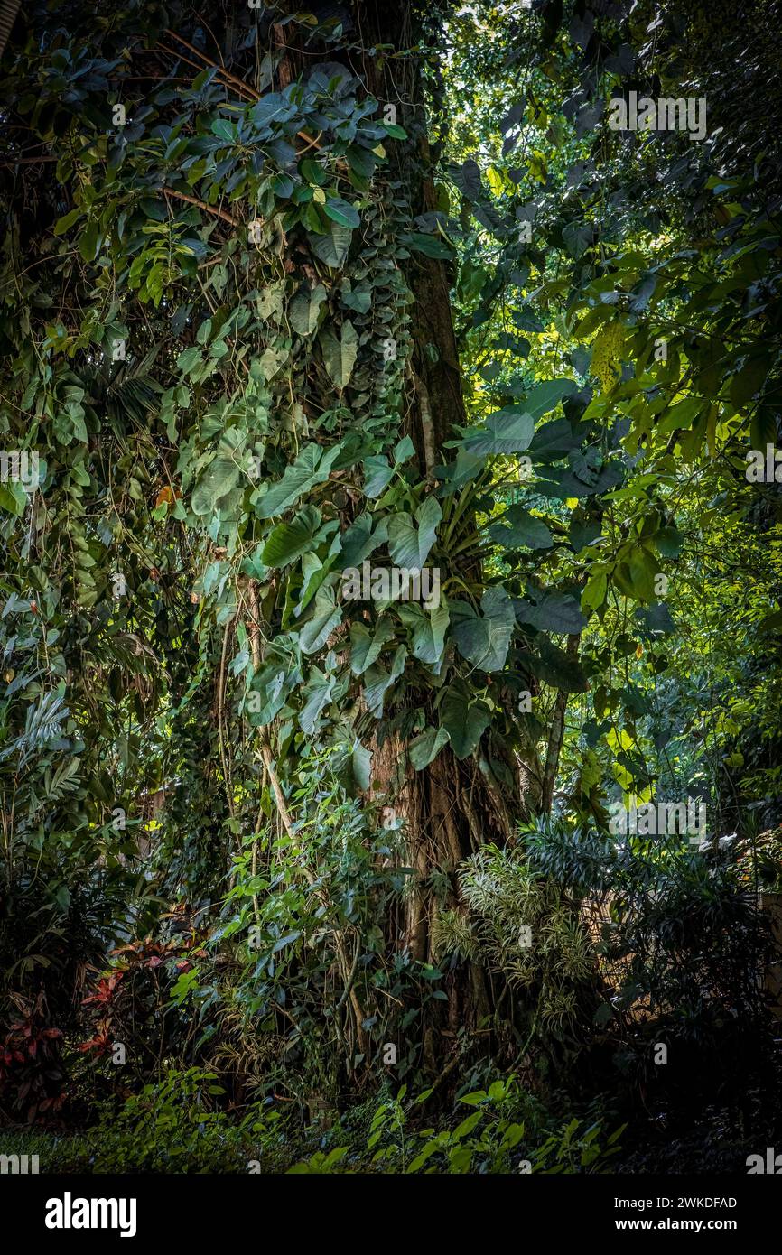 jungle scenery with a lot of philodendron type plant growth on trees ...