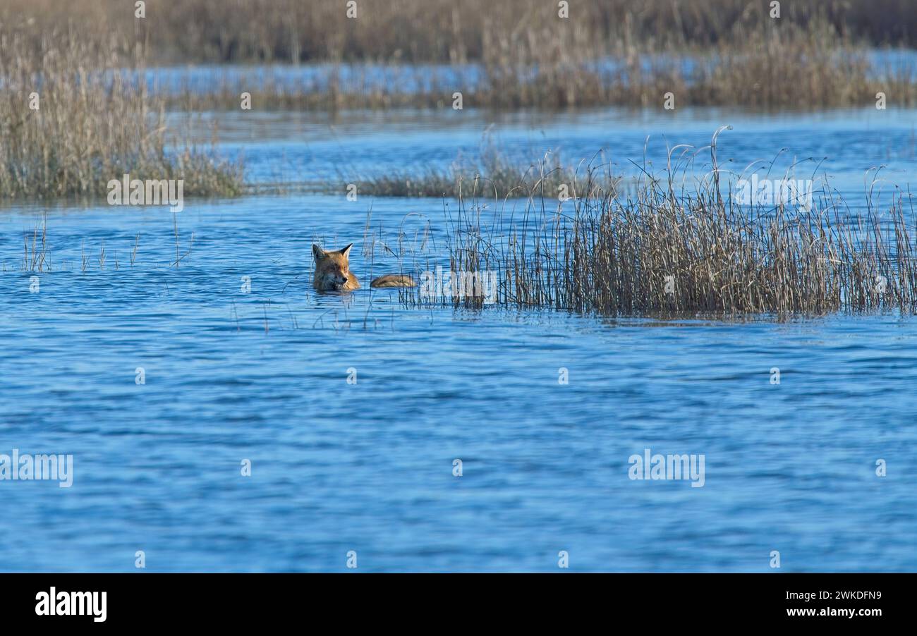 Fox hunting birds in flooded marsh Stock Photo - Alamy