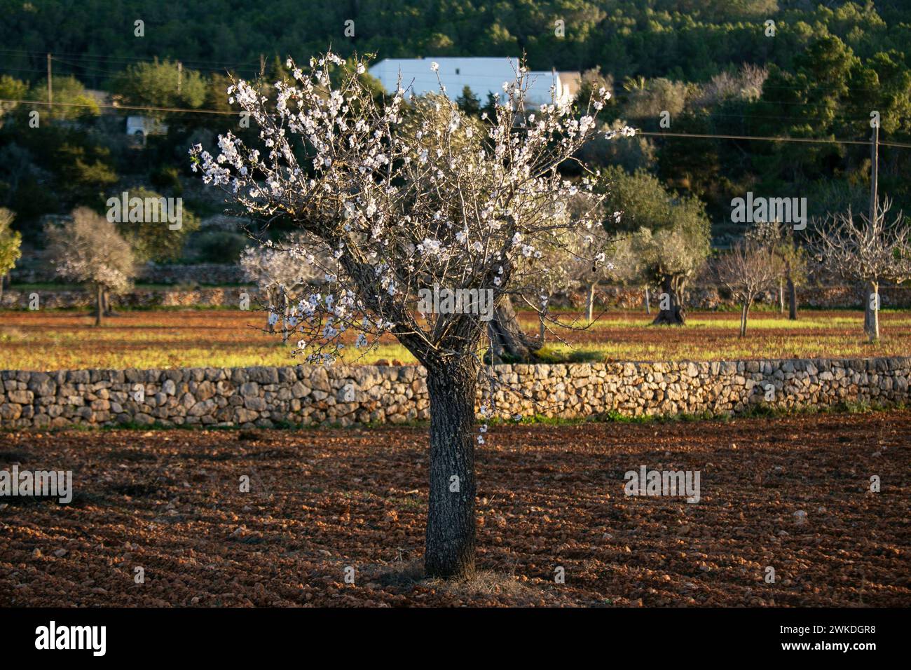 Almond trees blooming in the Pla de Corona area in the town of Santa ...