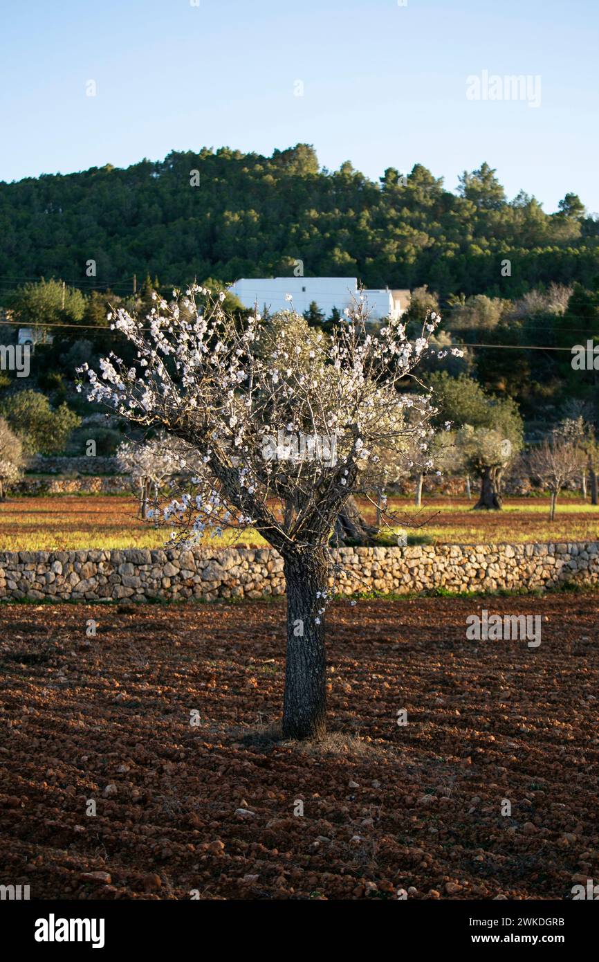 Almond trees blooming in the Pla de Corona area in the town of Santa ...