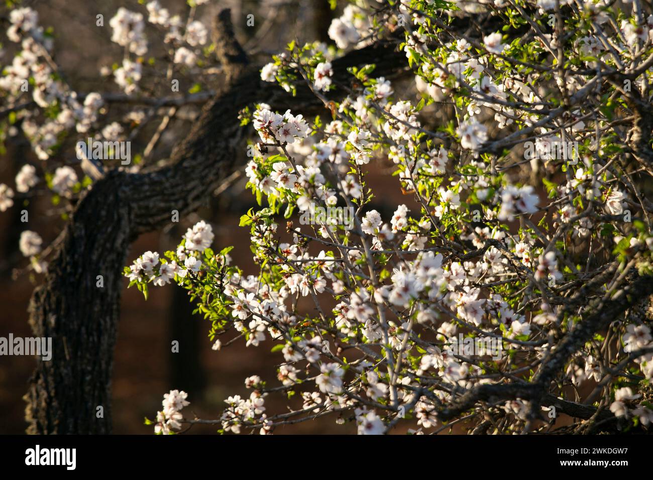 Almond trees blooming in the Pla de Corona area in the town of Santa ...