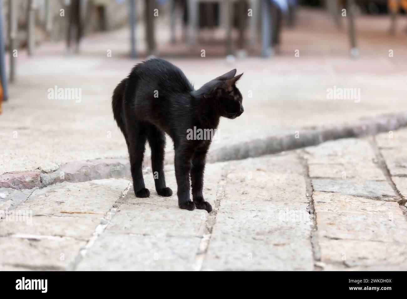 Black frightened cat defends itself, kitten arched his back in fear ...