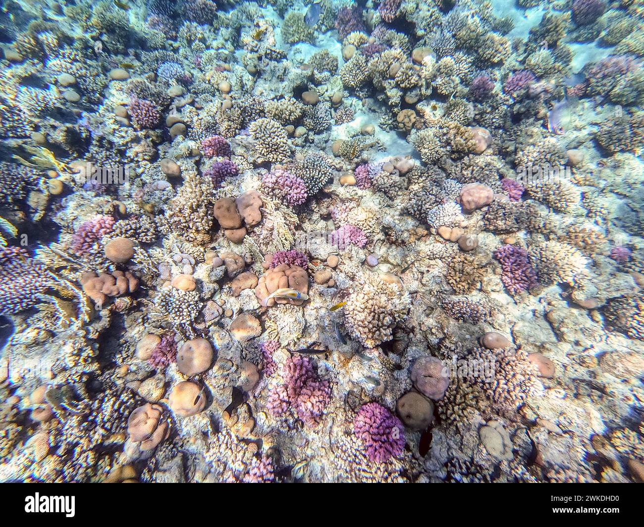 Underwater panoramic view of coral reef with tropical fish, seaweeds ...