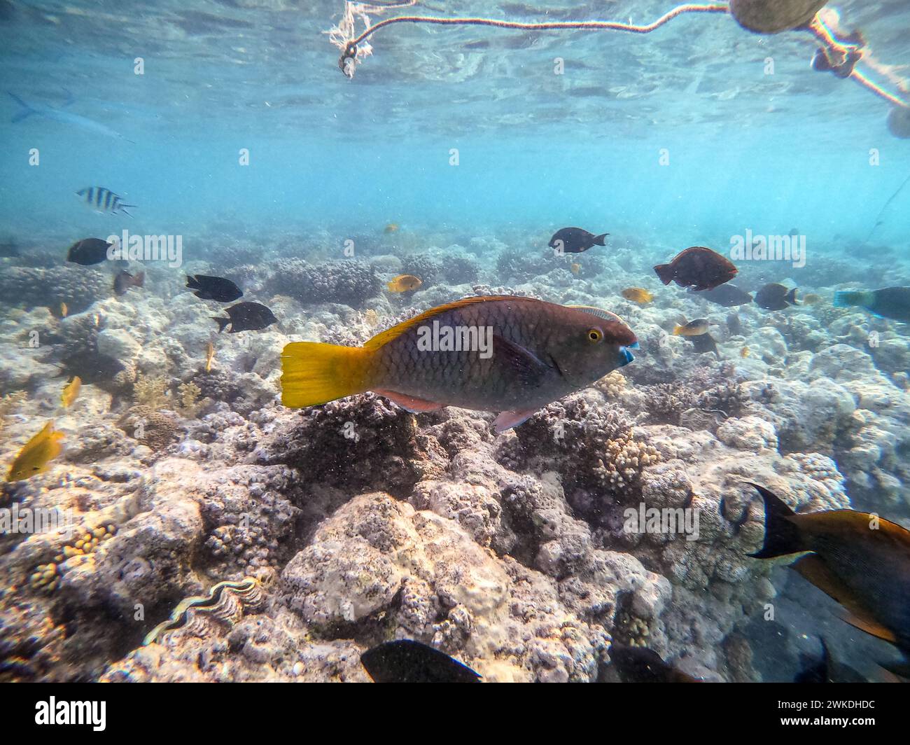 Colorful tropical Hipposcarus longiceps or Longnose Parrotfish known as ...