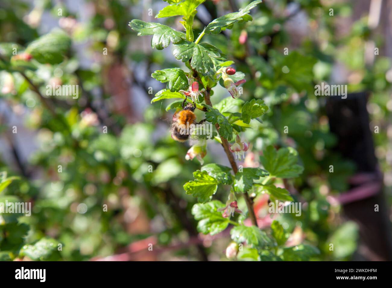 Orchard at spring time. Close up view of bumblebee on gooseberry bush ...