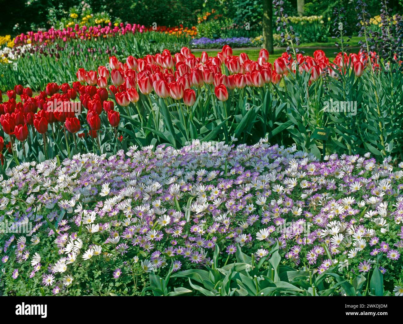 Fruehlingsblueher in bunten Blumenrabatten, vorn Anemonen dahinter ...
