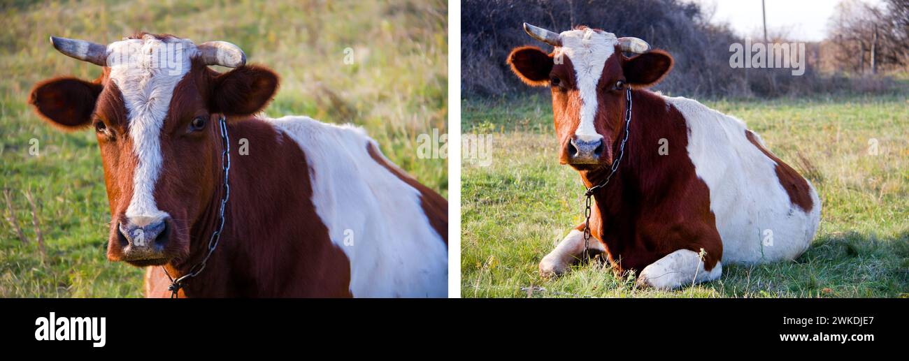 young bull grazing on the green grass Stock Photo - Alamy