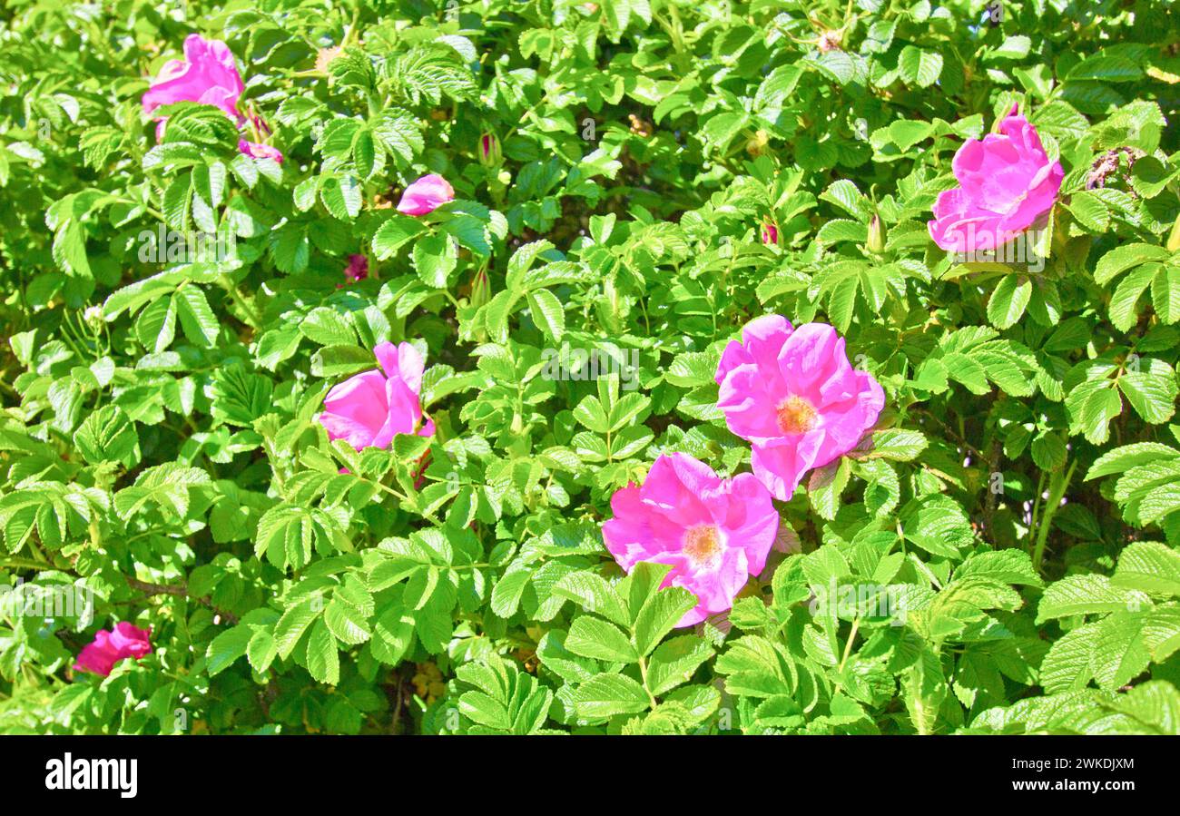 The wild pink flowers Stock Photo - Alamy