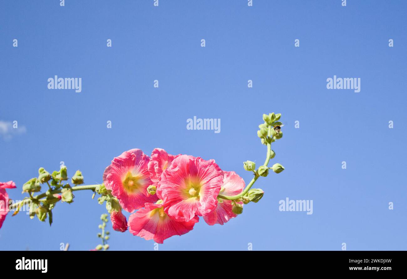 The wild pink flowers Stock Photo - Alamy