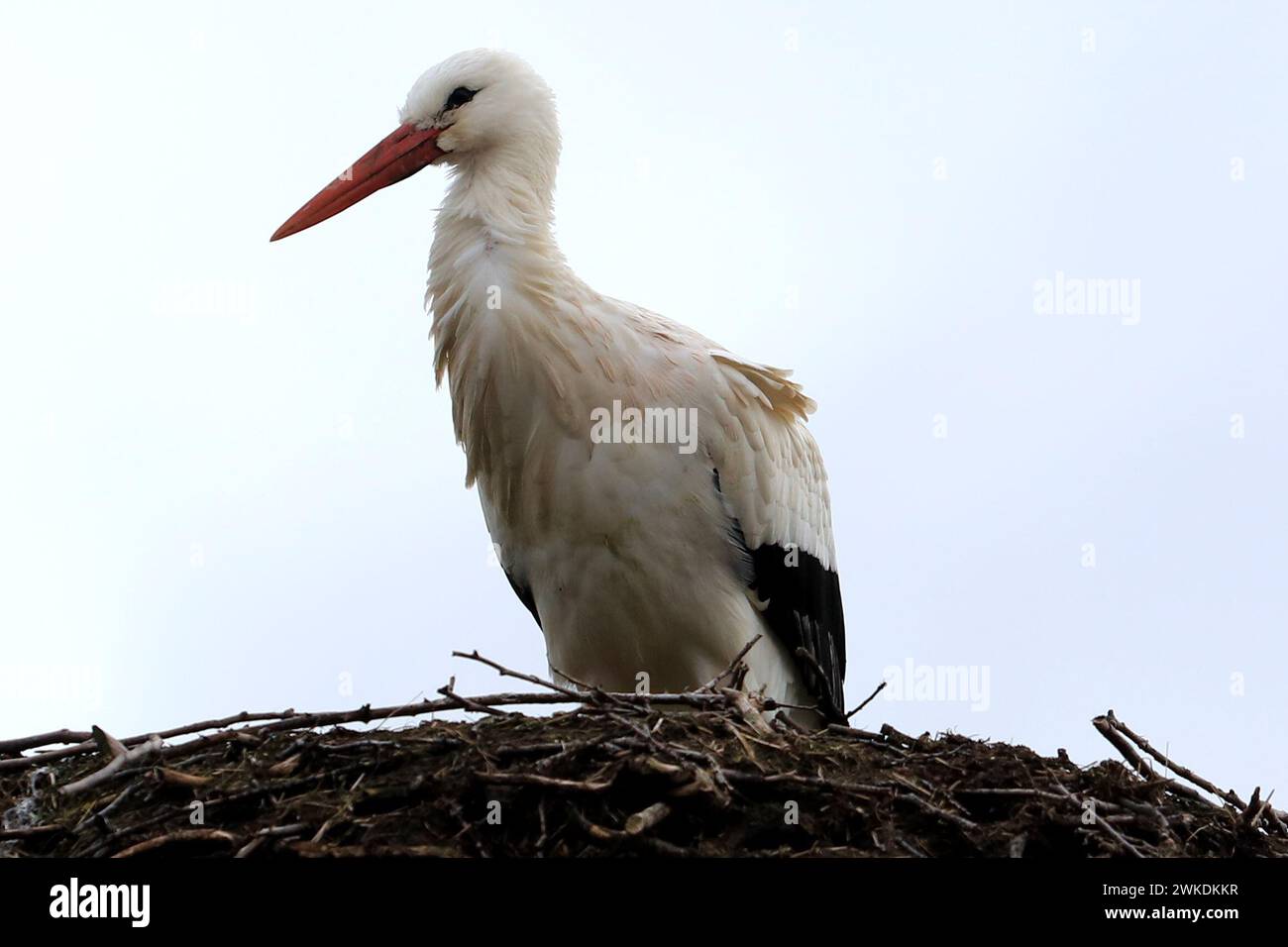 Loburg, Germany. 20th Feb, 2024. The stork "Anton" stands in his nest ...