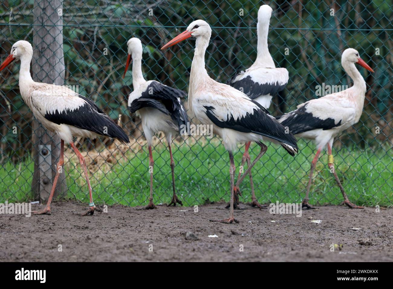 20 February 2024, Saxony-Anhalt, Loburg: White storks are kept in an ...