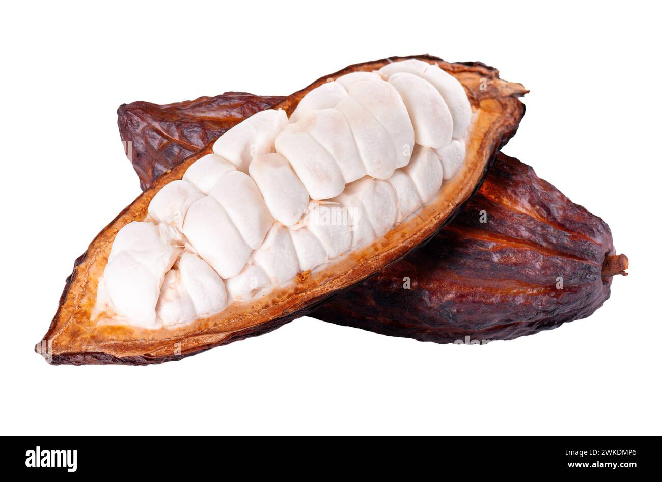 Fresh cocoa fruits isolated on white background. Dark red cocoa pods ...