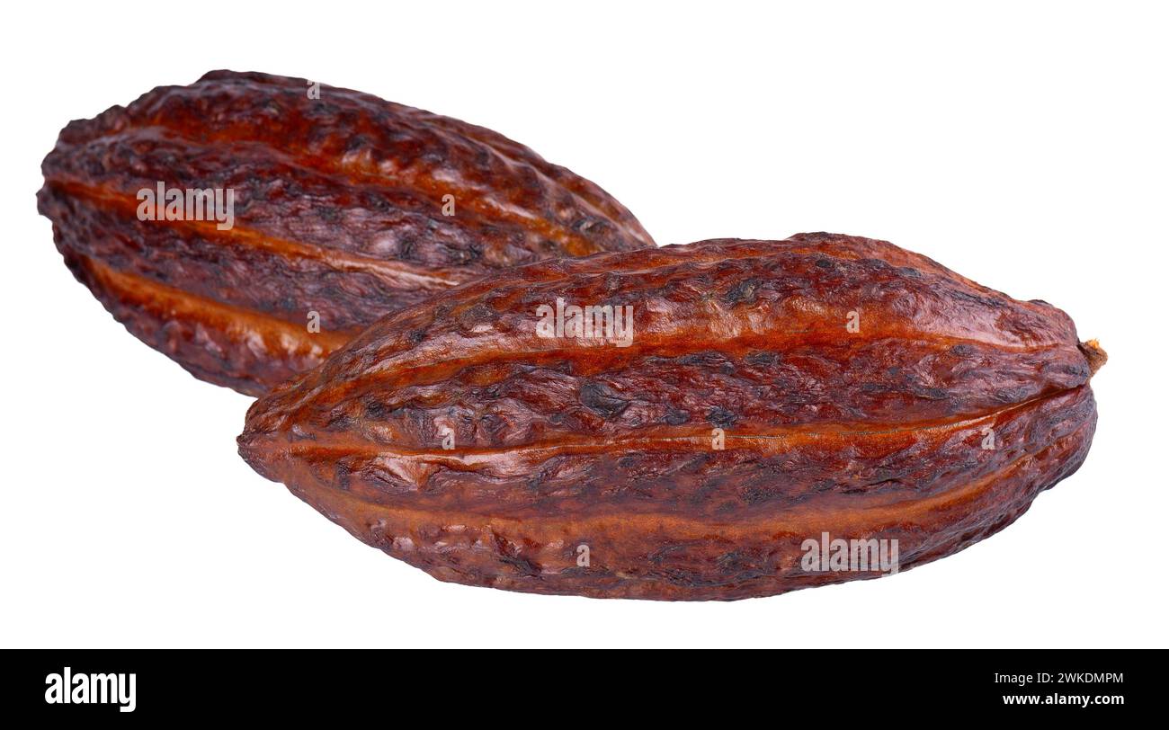 Fresh cocoa fruits isolated on white background. Dark red cocoa pods ...